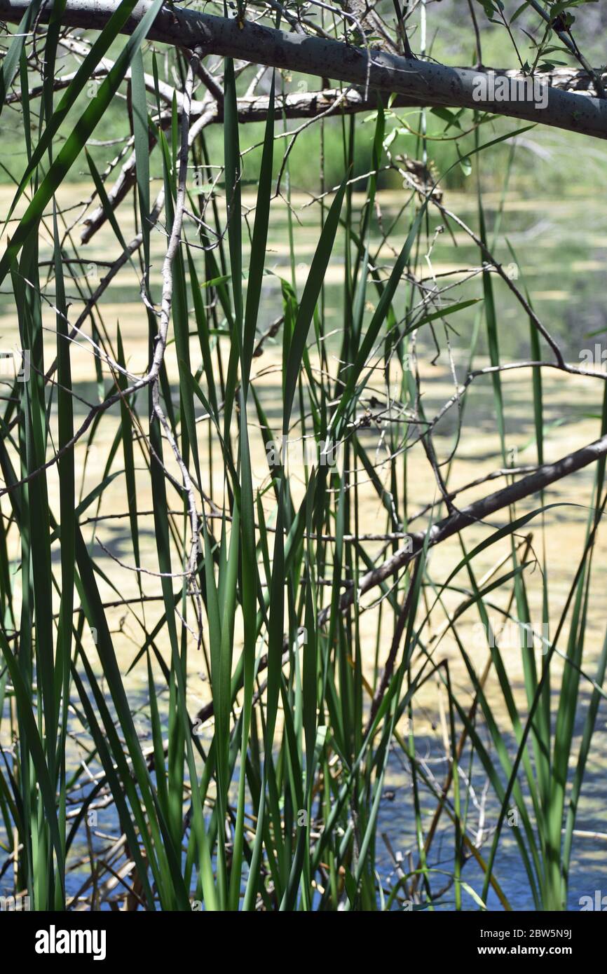 Pond with Algae Stock Photo - Alamy