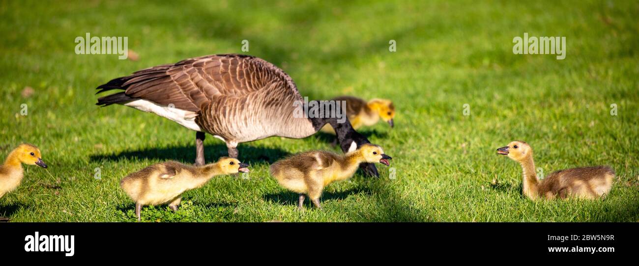 Canada goose (Branta canadensis) parent with goslings that are talking ...