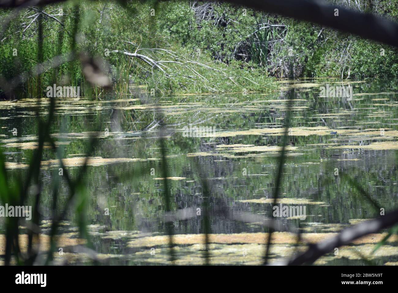 Pond with Algae Stock Photo - Alamy