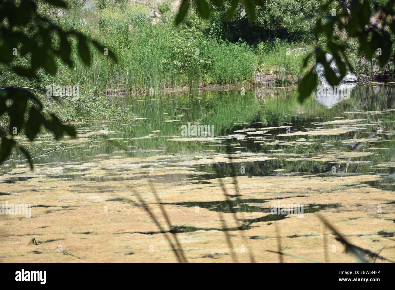 Pond with Algae Stock Photo - Alamy