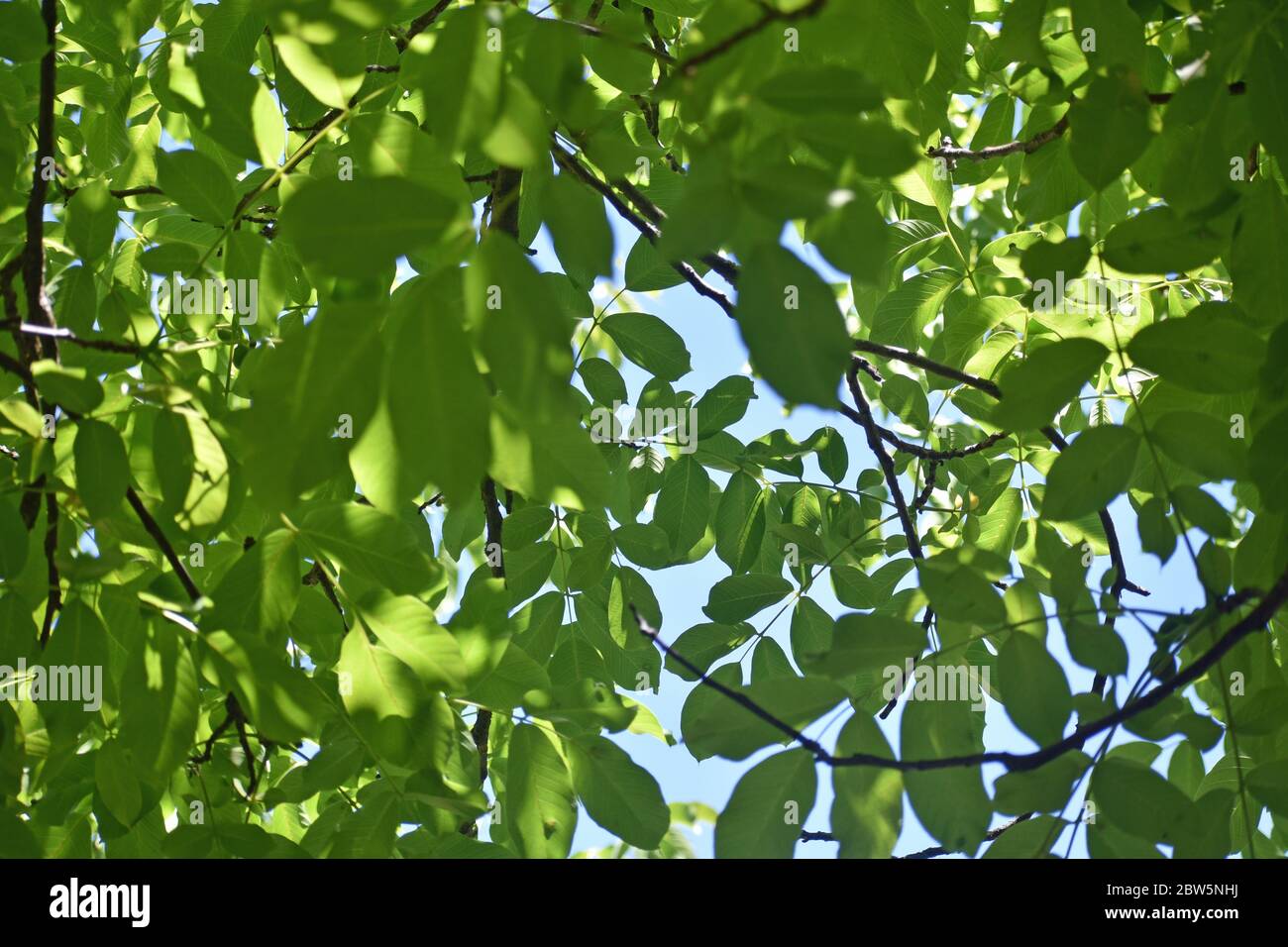 Sun Light Through Tree Leaves Stock Photo - Alamy