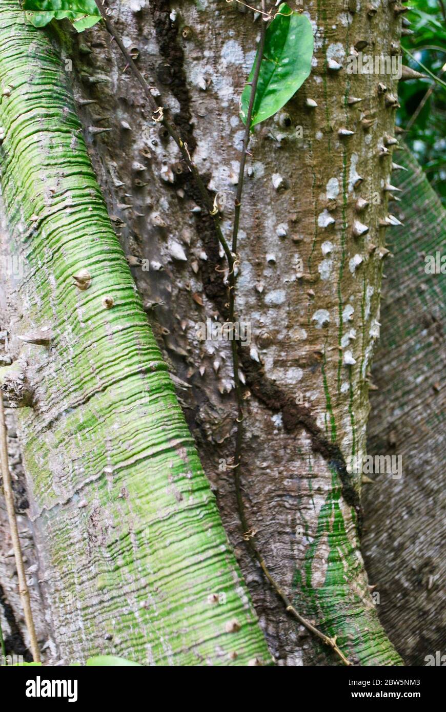 tree bark, island of Providencia (in English, Providence), Colombia ...