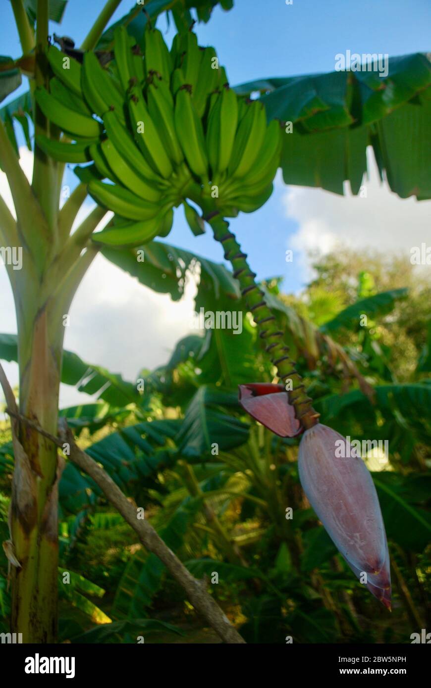 banana tree, island of Providencia (in English, Providence), Colombia ...