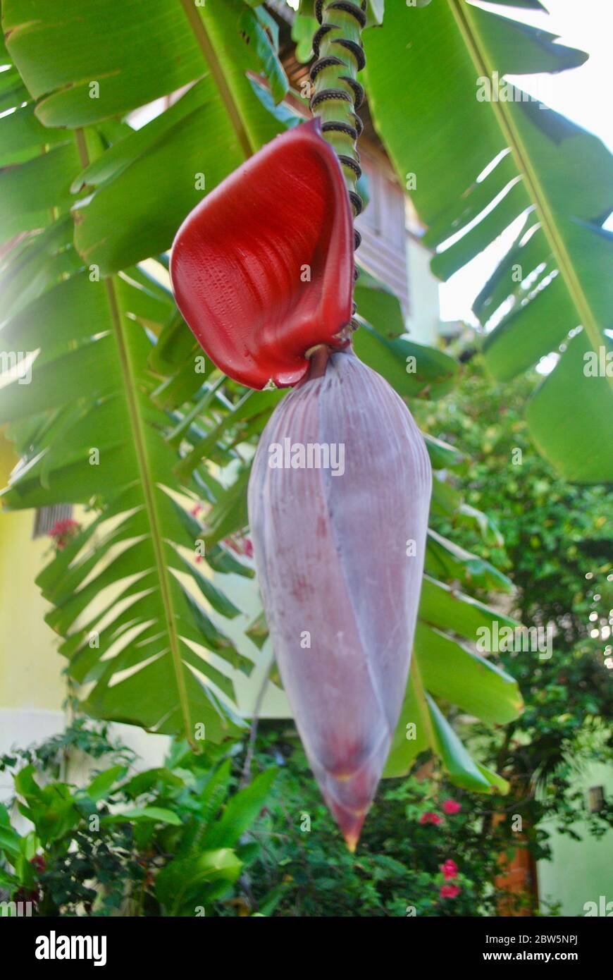 banana tree, island of Providencia (in English, Providence), Colombia ...