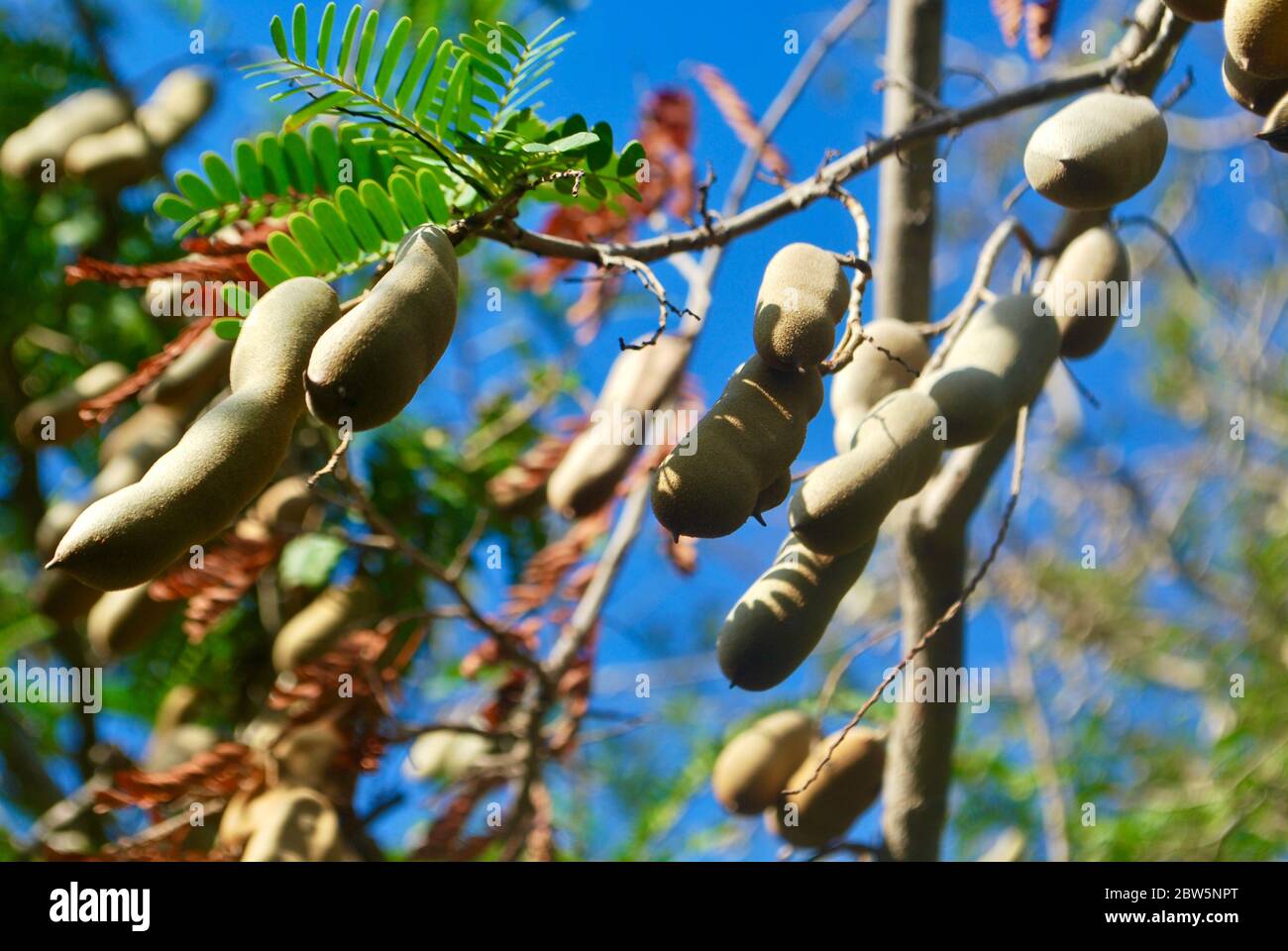 Old providence colombia hi-res stock photography and images - Alamy