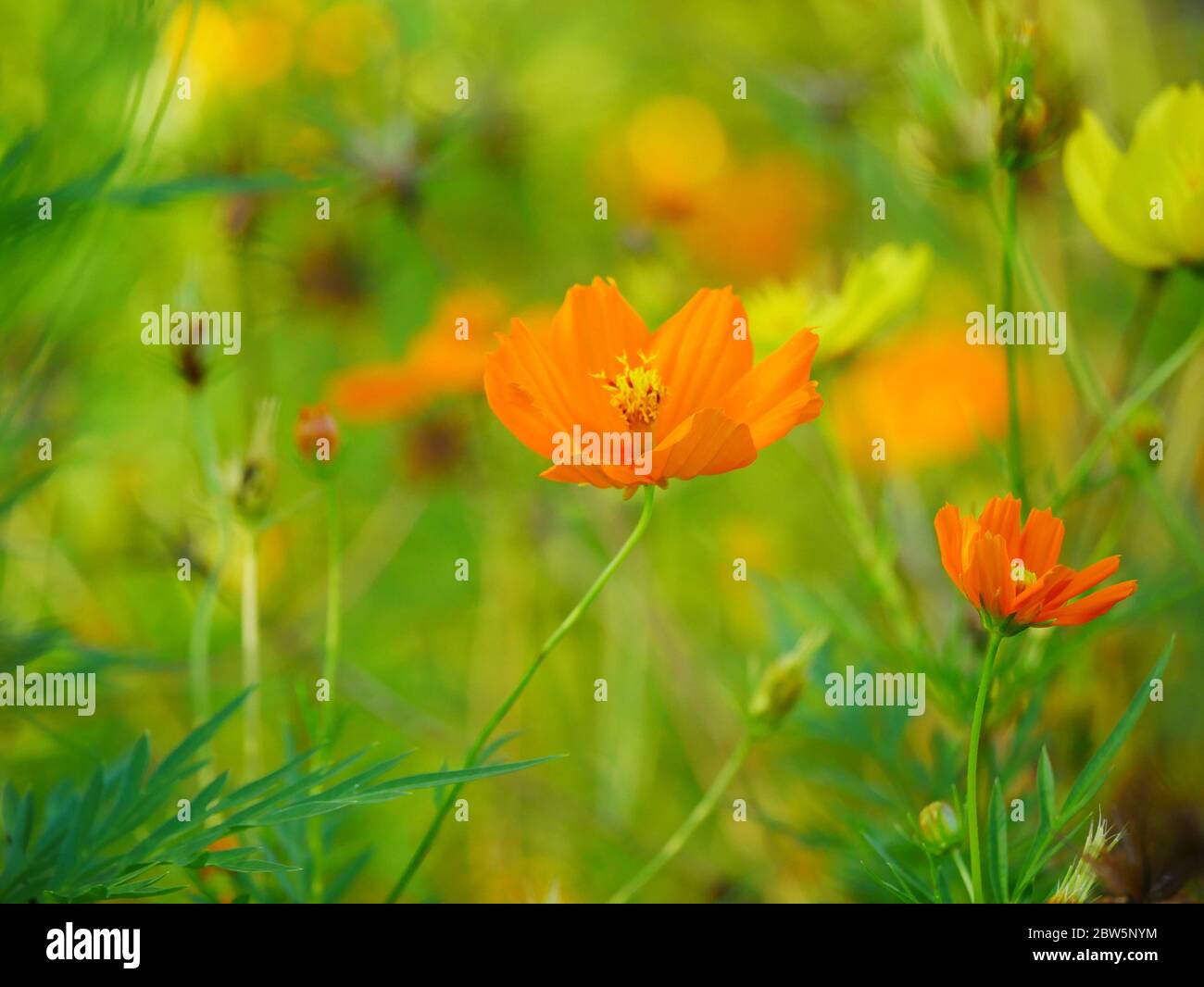 Cosmos sulphureus is also known as sulfur cosmos and yellow cosmos ...