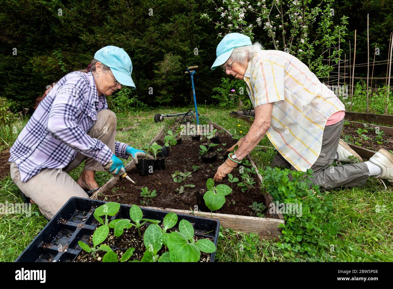 Planting food hi-res stock photography and images - Alamy