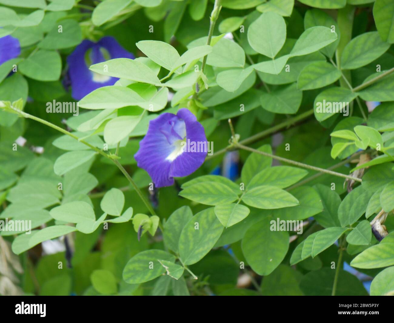 Clitoria ternatea hi-res stock photography and images - Alamy