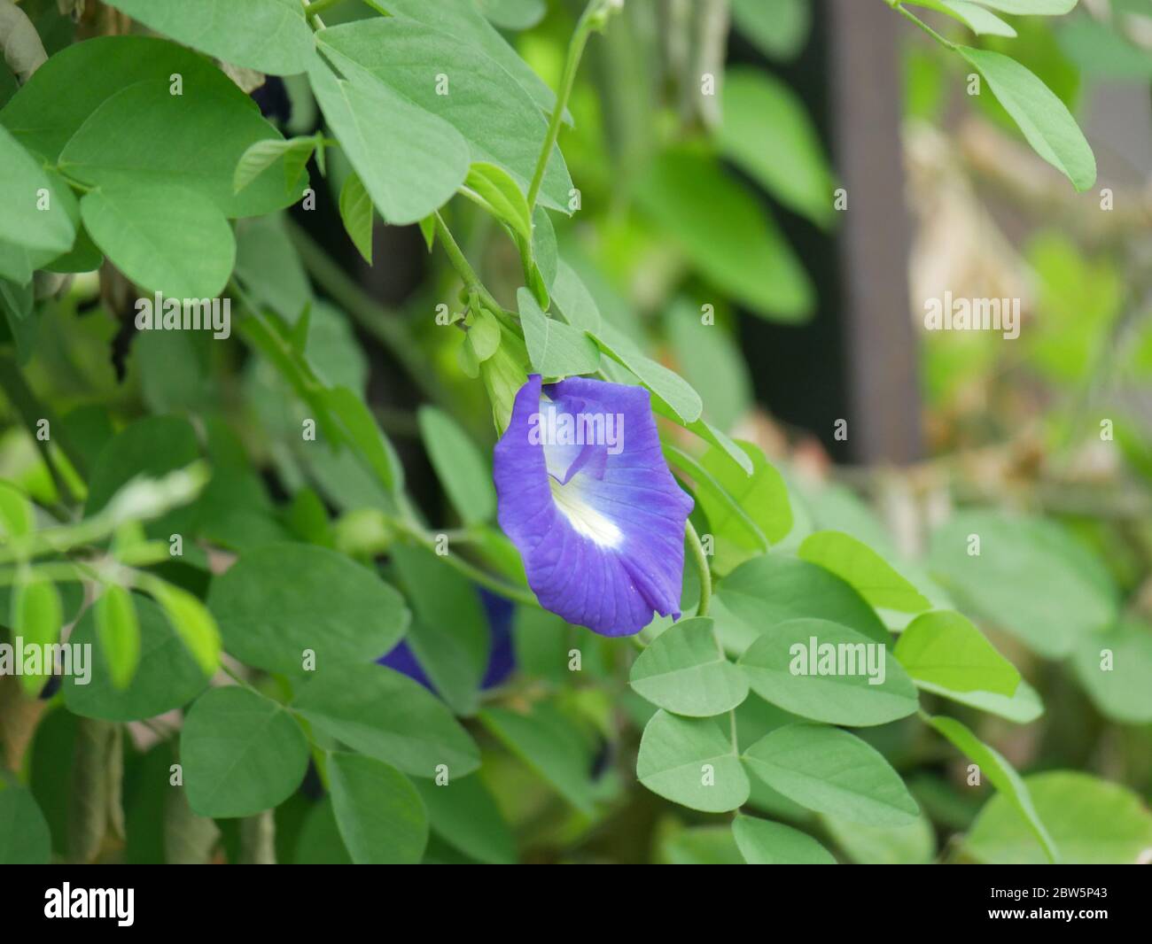 Clitoria ternatea hi-res stock photography and images - Alamy