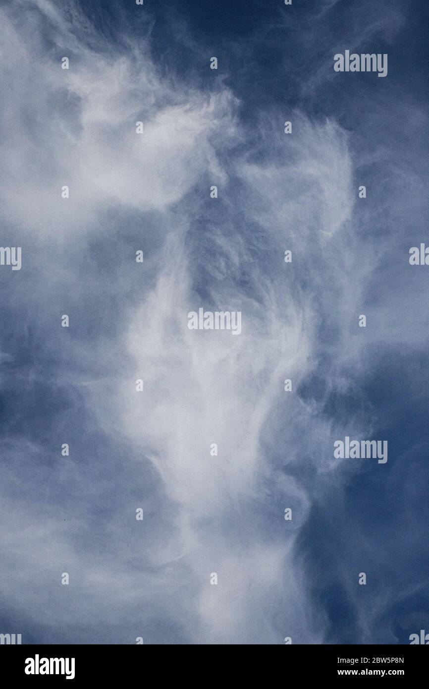 Marestail hi-res stock photography and images - Alamy