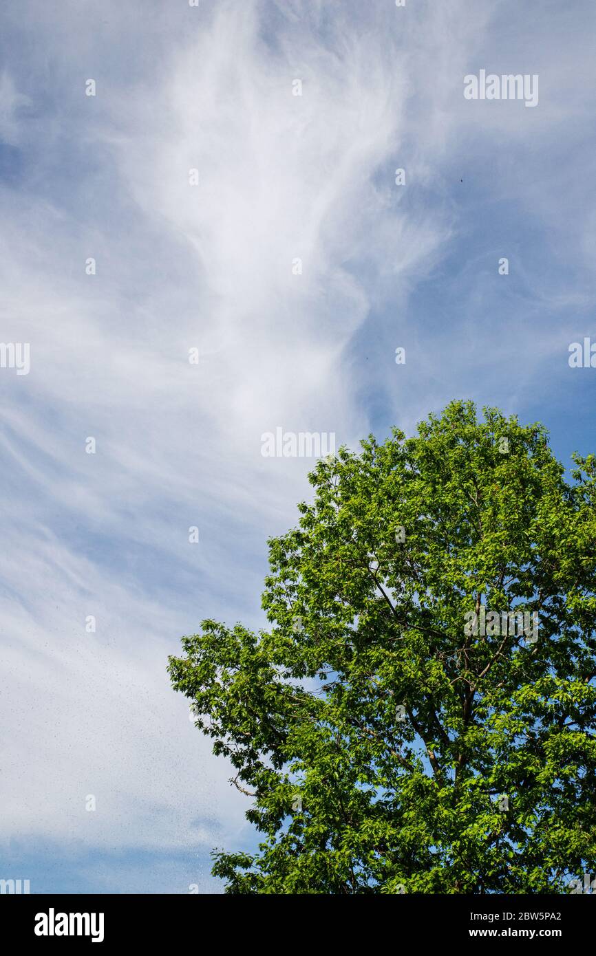 Marestail hi-res stock photography and images - Alamy