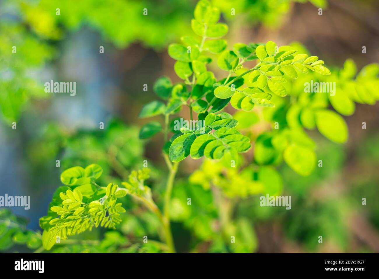 Drum Stick Leafs. Moringa leaves / drumstick spinach. Moringa oleifera ...