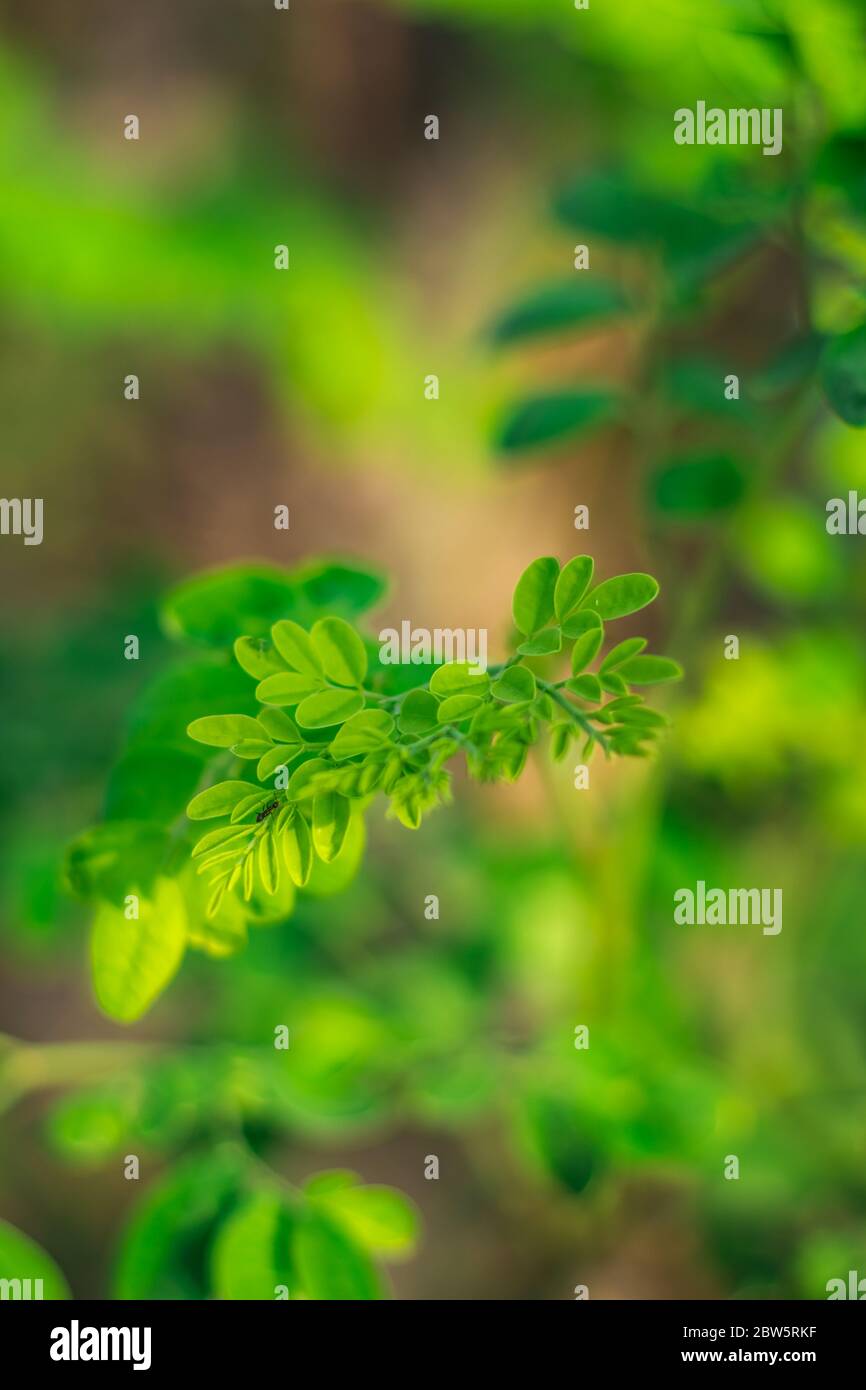 Drum Stick Leafs. Moringa leaves / drumstick spinach. Moringa oleifera ...