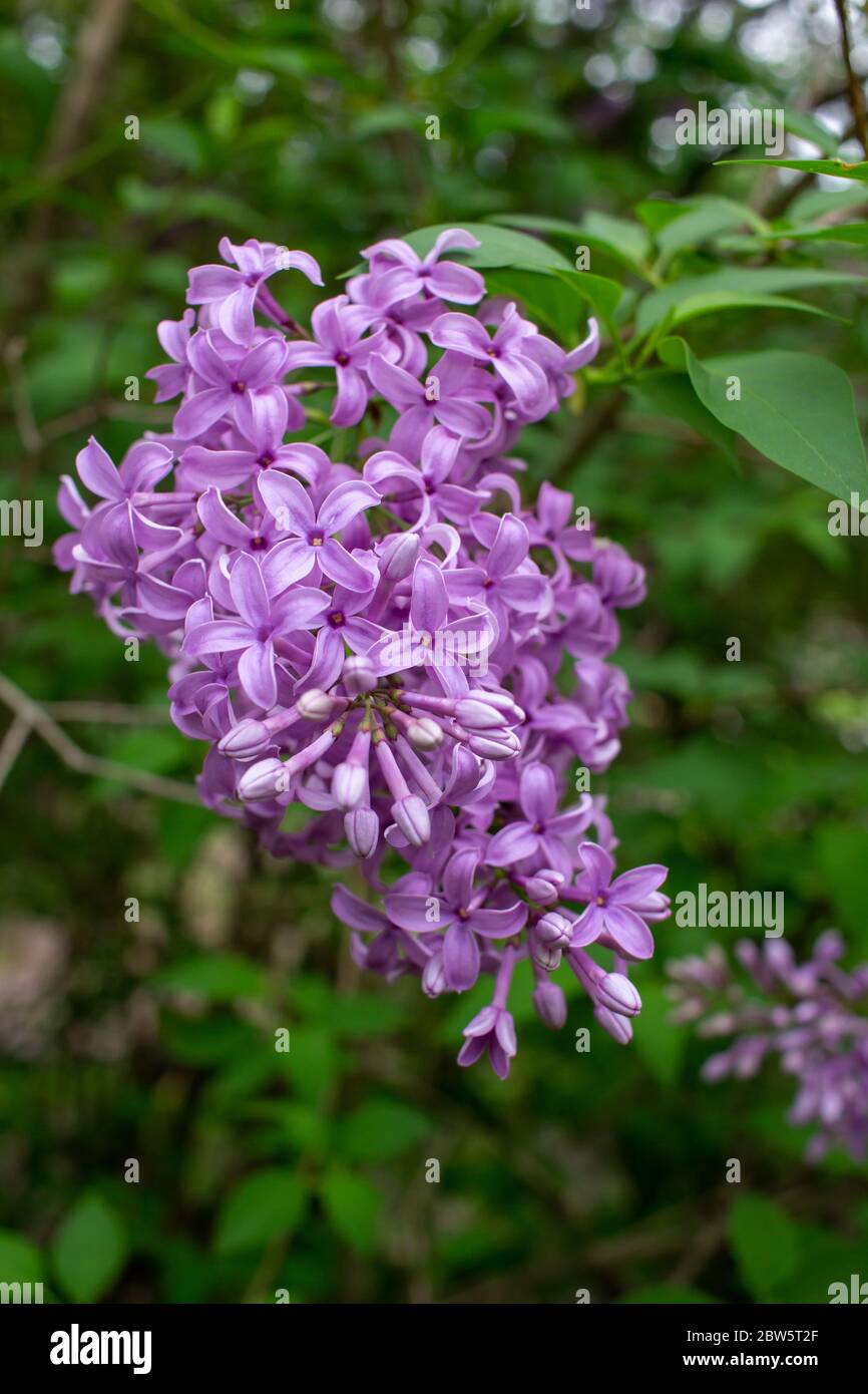 Chinese lilac syringa chinensis hi-res stock photography and images - Alamy