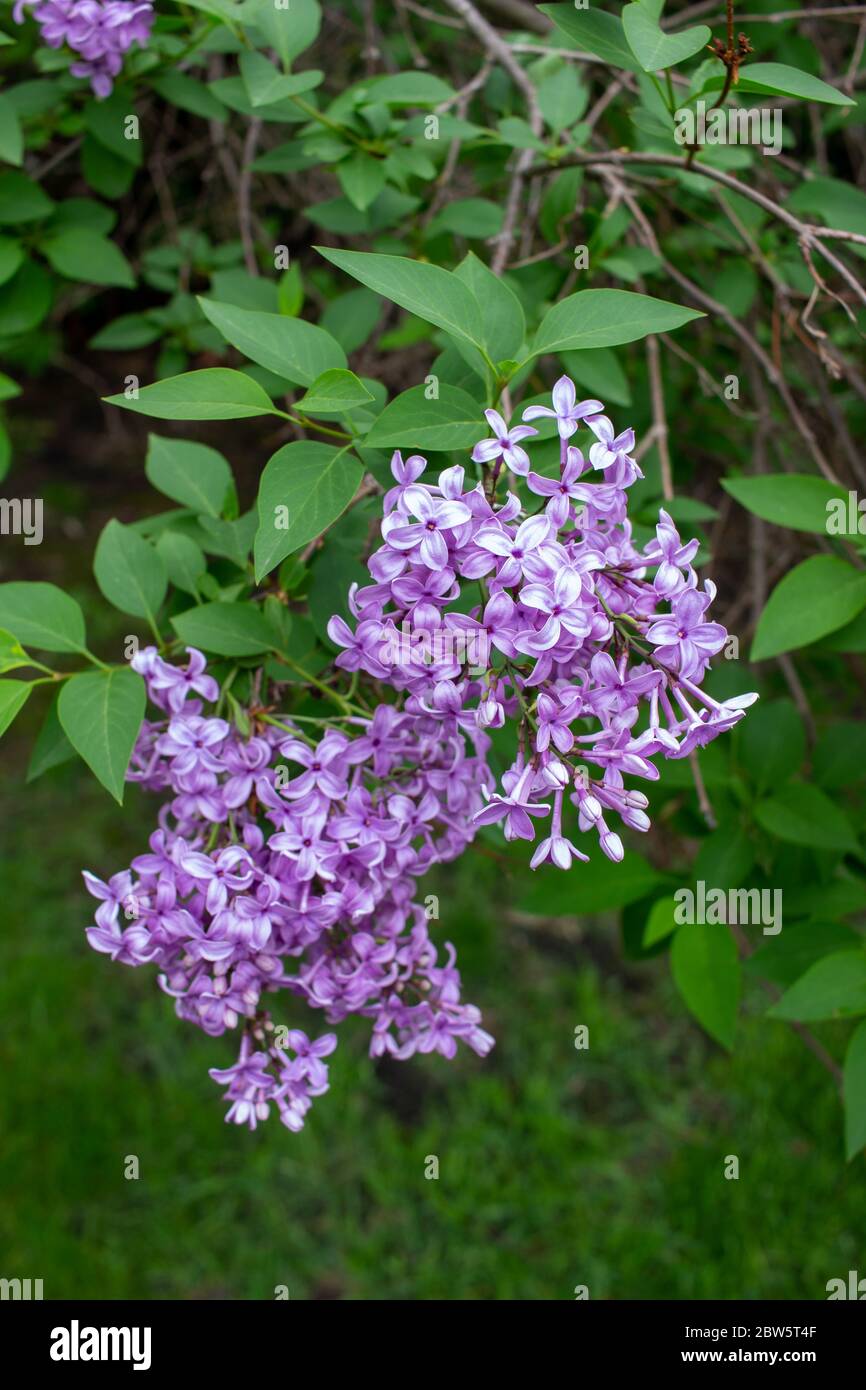 Chinese lilac syringa chinensis hi-res stock photography and images - Alamy