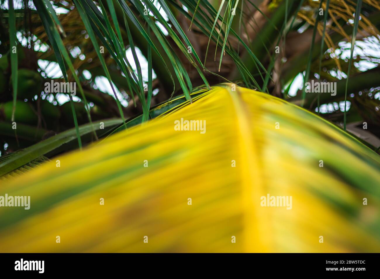 Green coconut leaf straight line pattern frame isolated background of ...