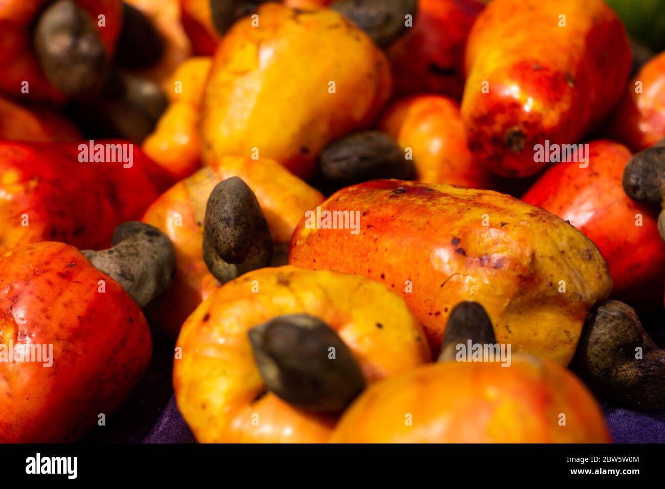 Caju hi-res stock photography and images - Alamy