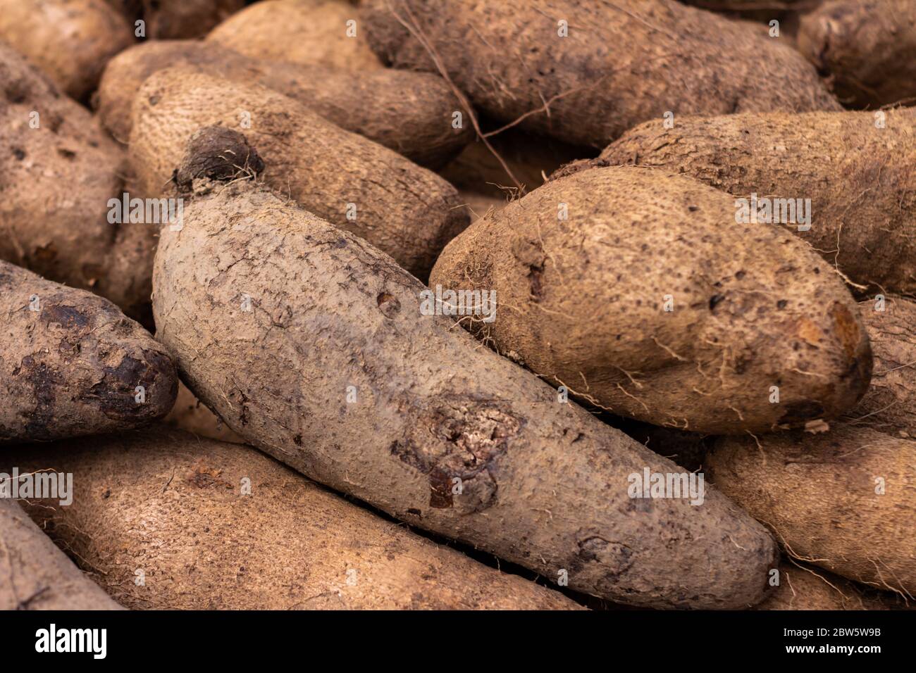 Brazilian vegetables. Vegetable in the form of tuber Stock Photo - Alamy