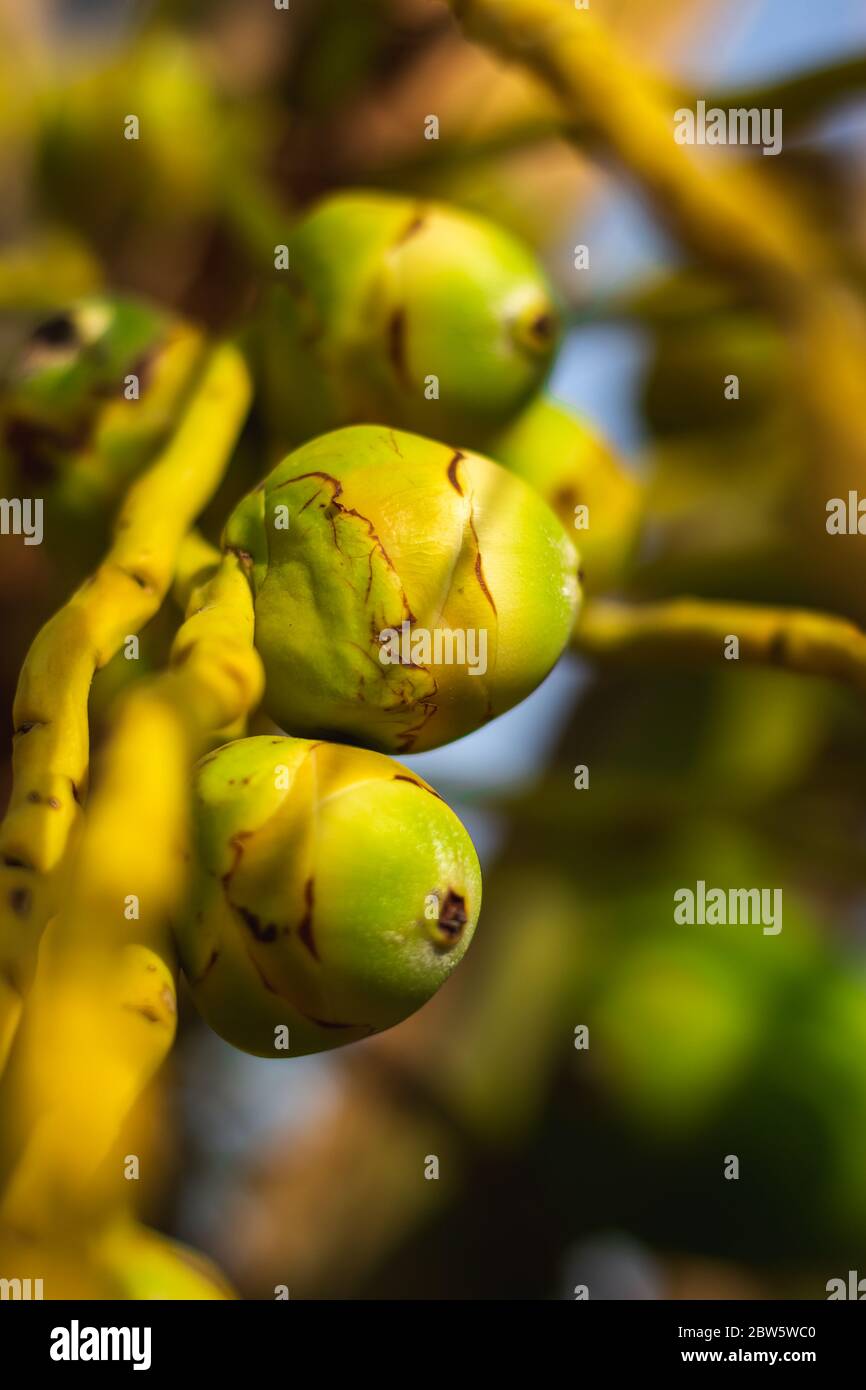 Fresh new born Baby coconuts on a Coconut tree plantation.Cluster of ...