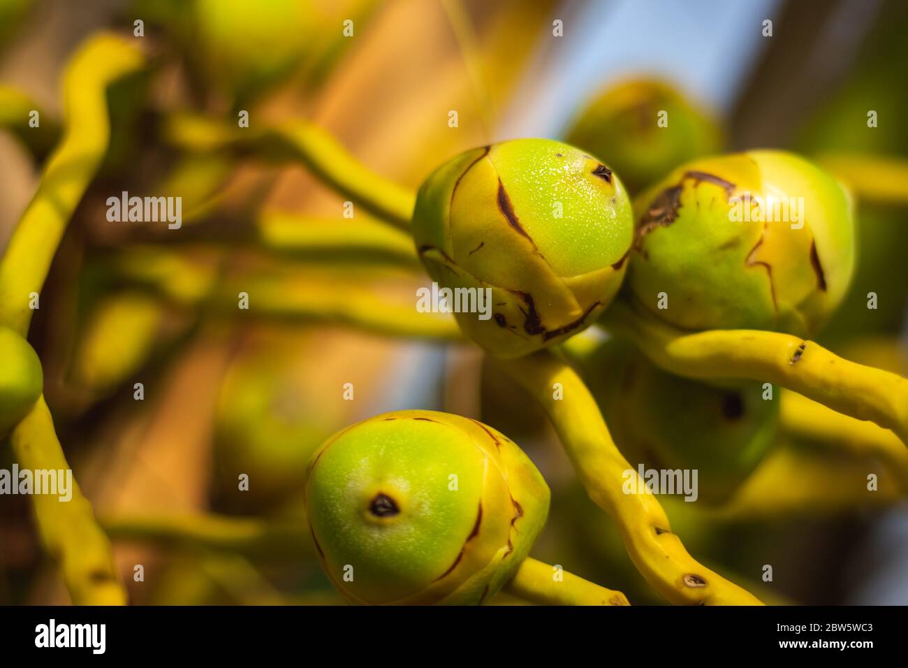 Born coconut tree hi-res stock photography and images - Alamy