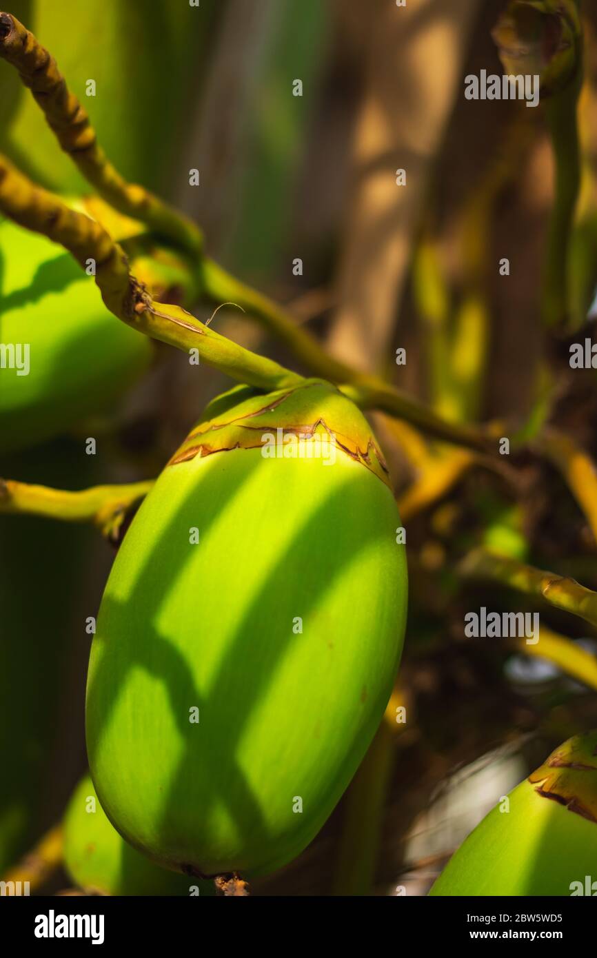 Fresh new born Baby coconuts on a Coconut tree plantation.Cluster of ...
