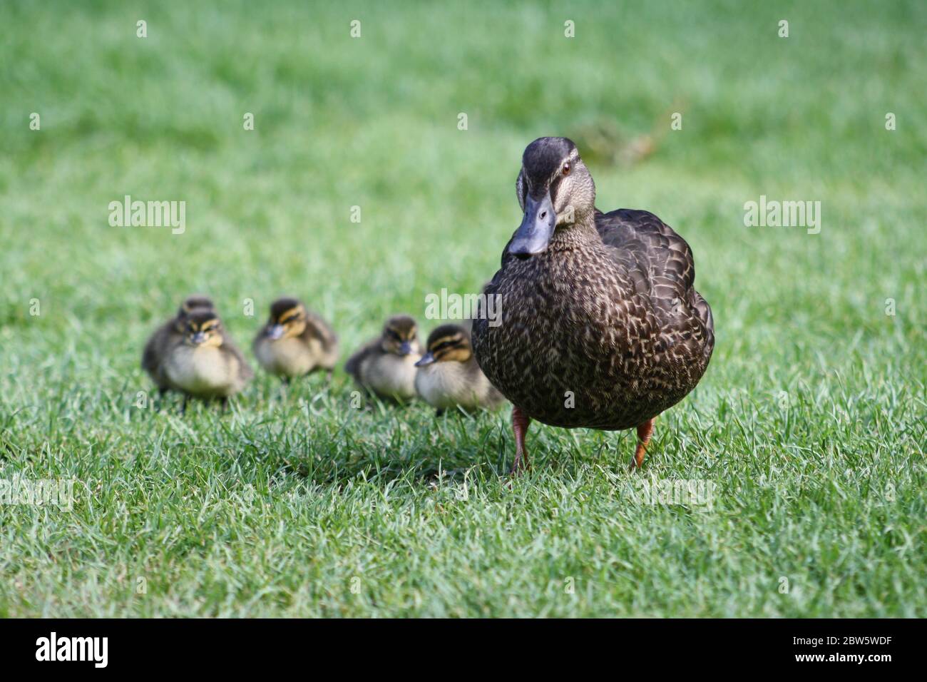 Ducklings Following High Resolution Stock Photography and Images - Alamy