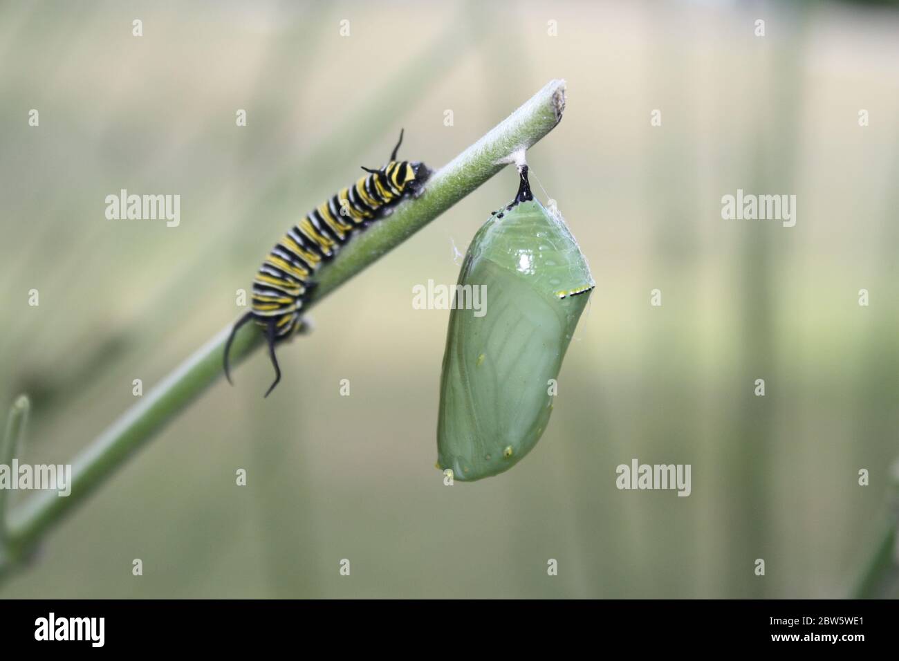 Monarch Butterfly Cocoon High Resolution Stock Photography and Images ...