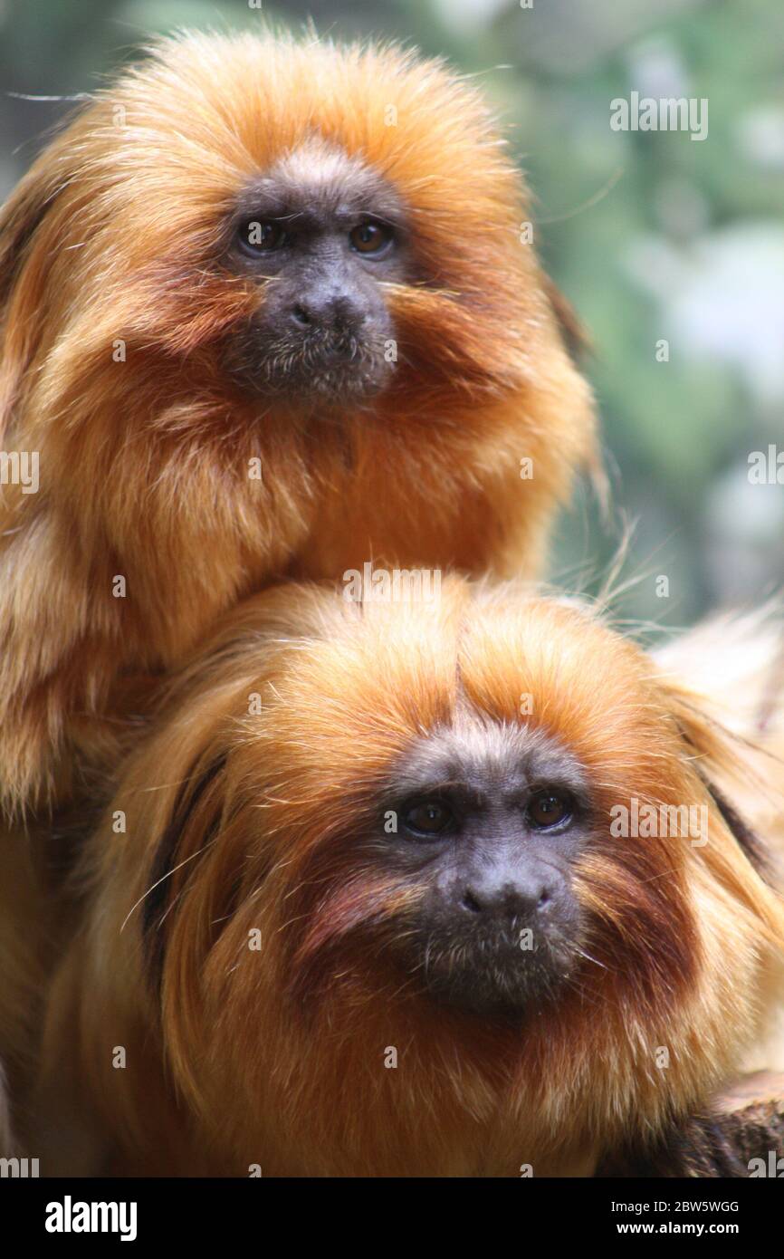 Two Monkeys Together High Resolution Stock Photography and Images - Alamy