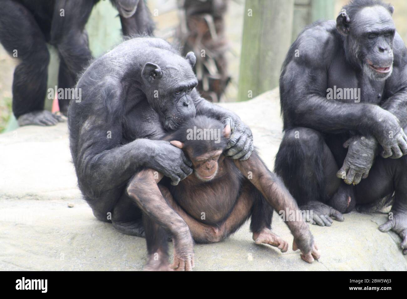 Mother And Baby Chimpanzee High Resolution Stock Photography and Images ...