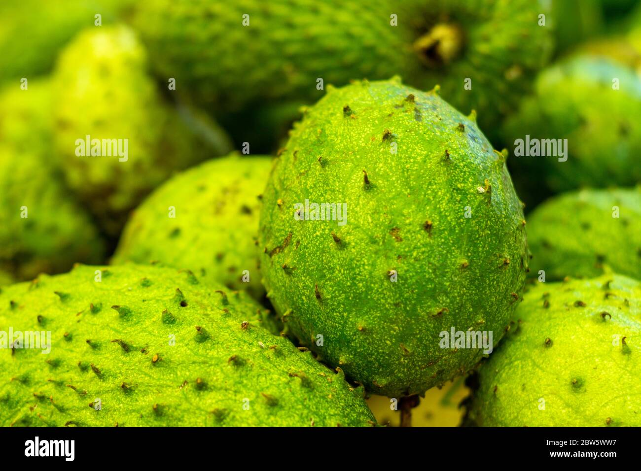 Graviola in the market. Brazilian tropical fruit. Very sweet white pulp ...