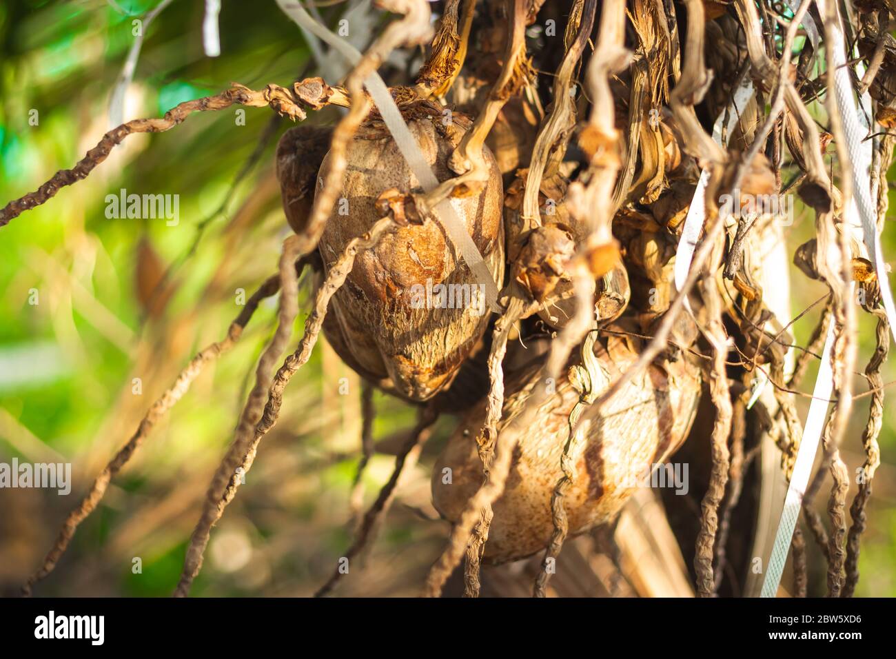 Dry coconut / old coconut on tree isolated on green coconut tree ...