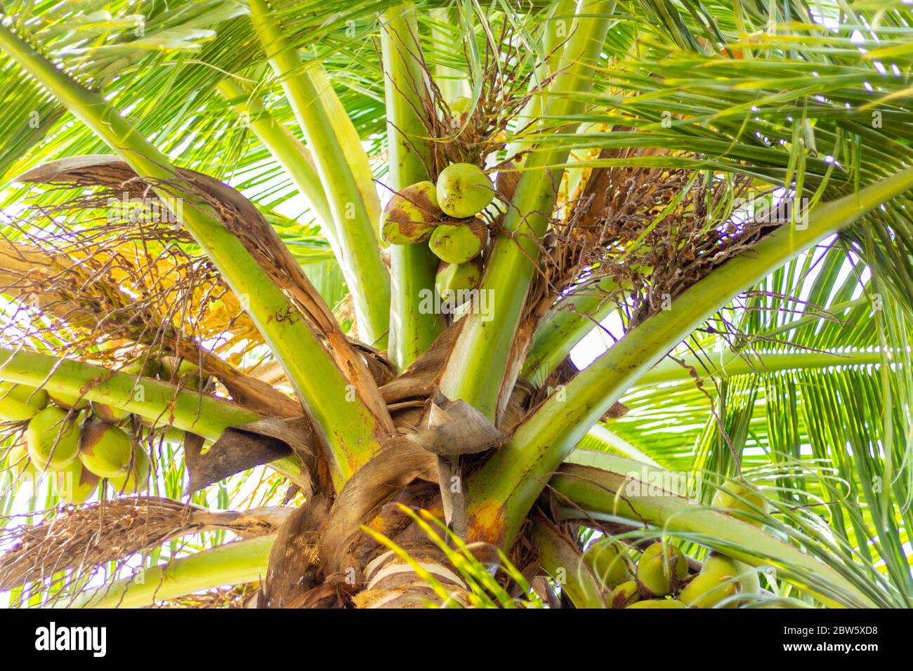 Green Coconut tree with bunch of coconuts and flowers . A tropical ...