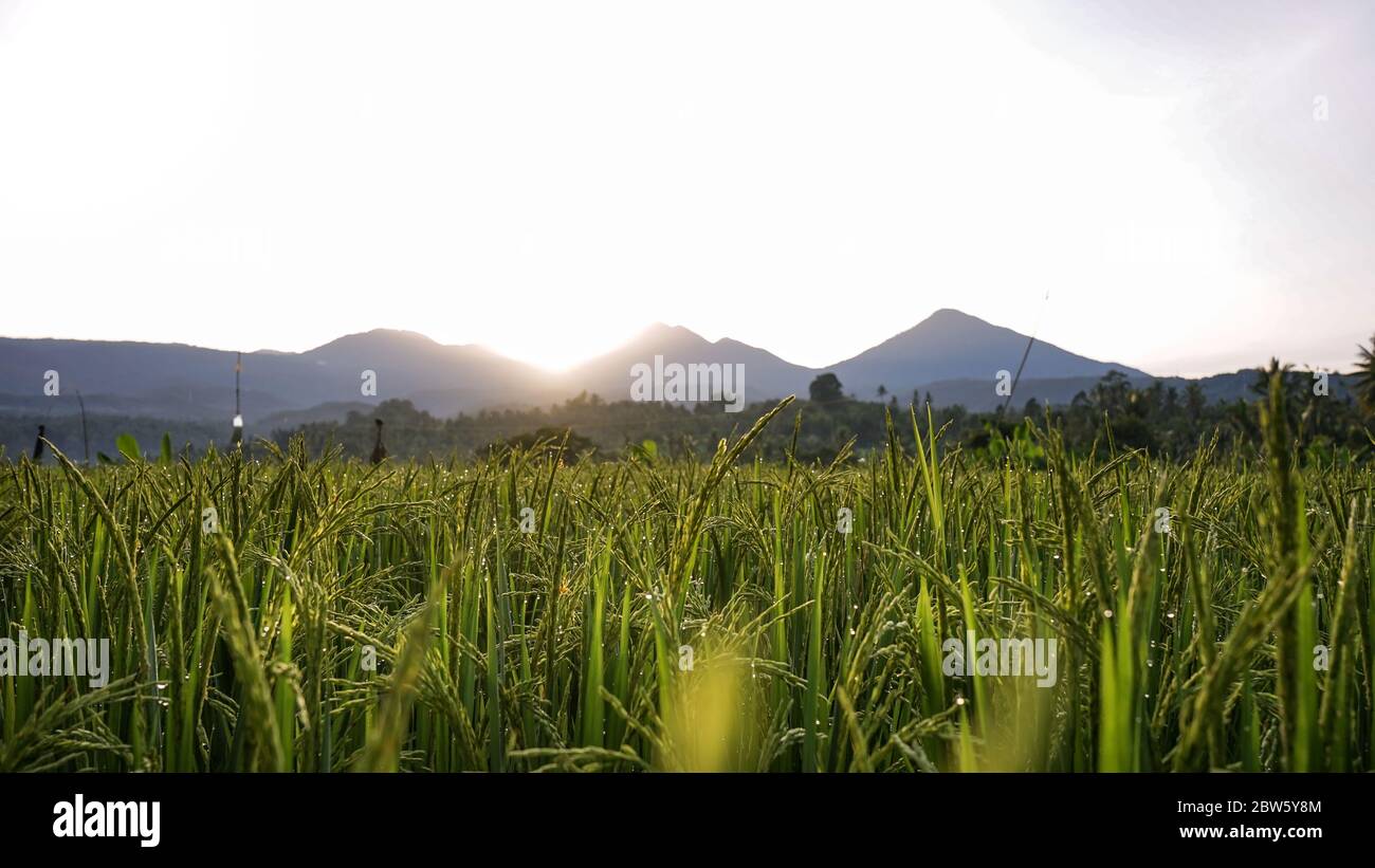 The beauty of rice and morning dew in the rice fields at sunrise Stock ...