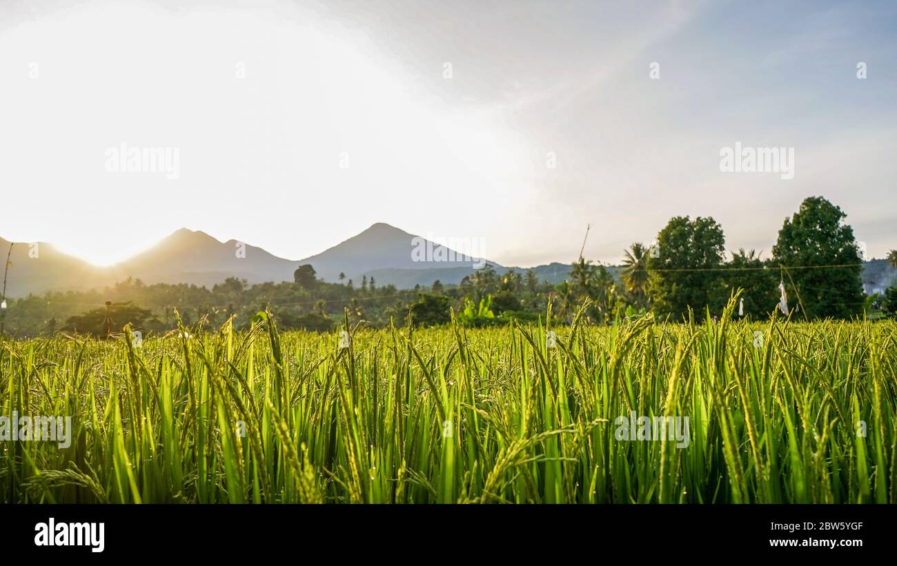 The beauty of rice and morning dew in the rice fields at sunrise Stock ...