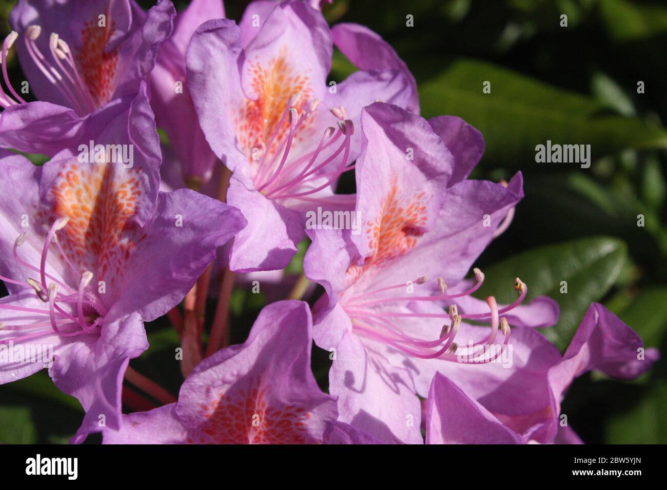 Rhododendron flowers in a garden in Vancouver, British Columbia, Canada ...