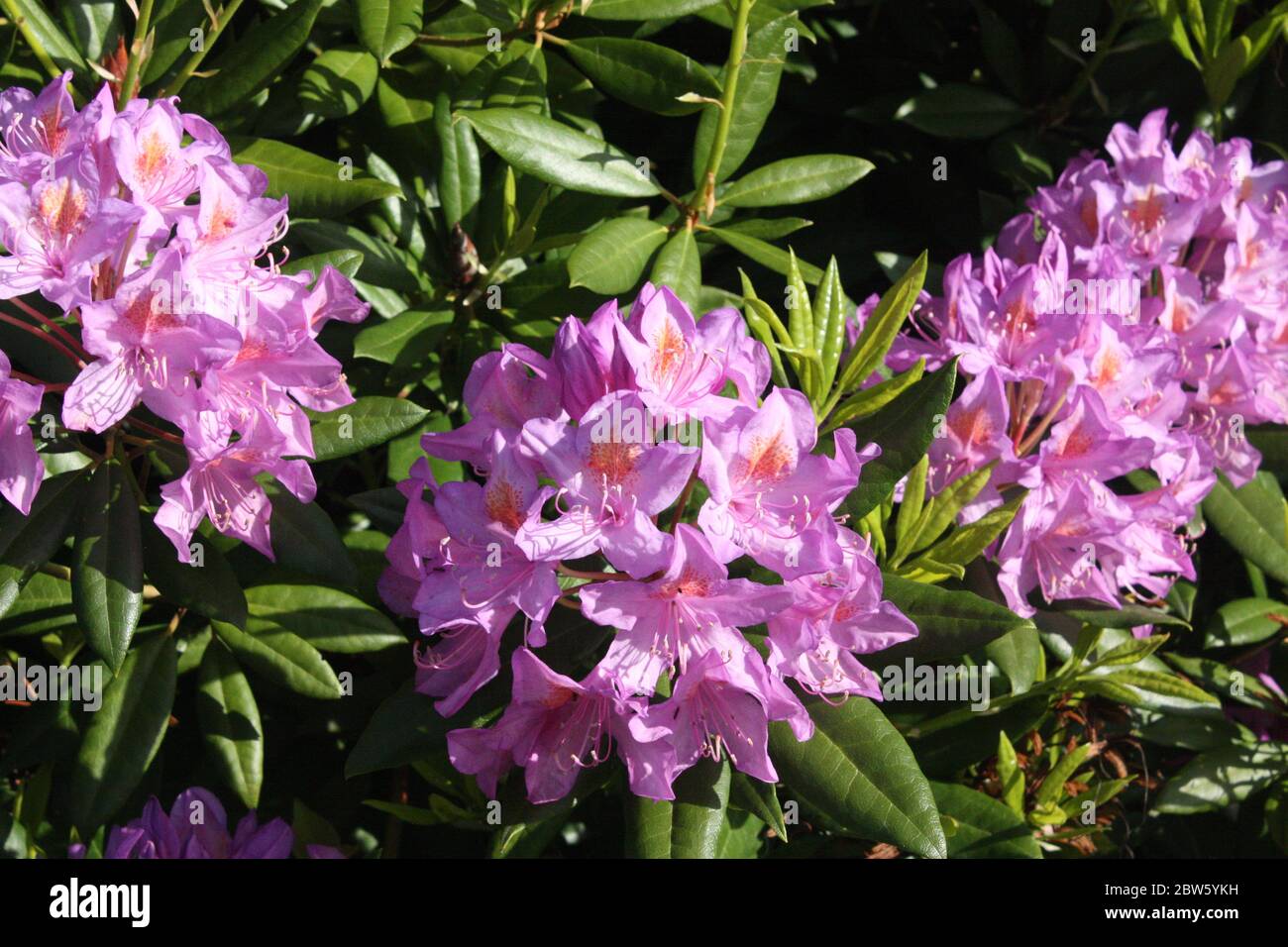 Rhododendron flowers in a garden in Vancouver, British Columbia, Canada ...