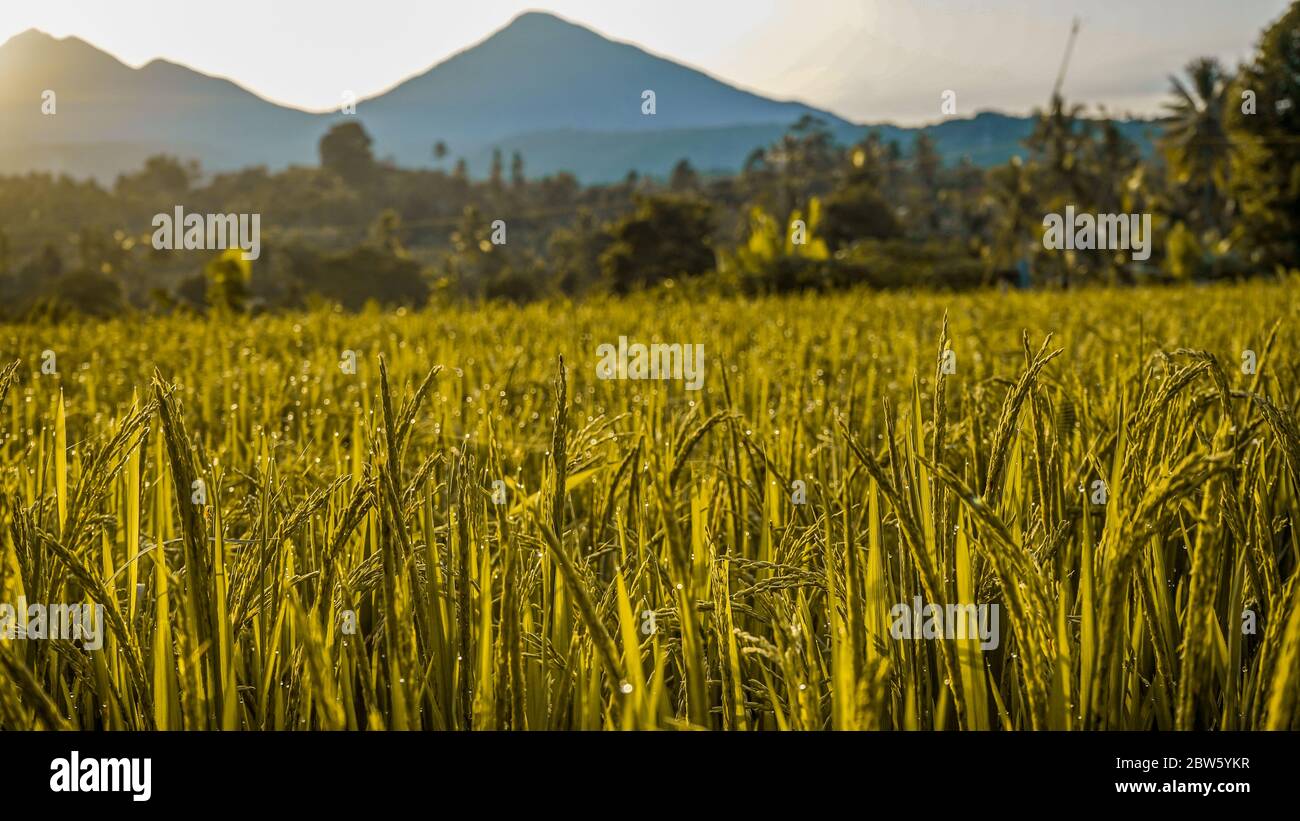 The beauty of rice and morning dew in the rice fields at sunrise Stock ...