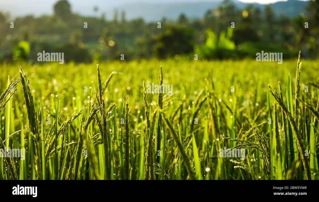 The beauty of rice and morning dew in the rice fields at sunrise Stock ...