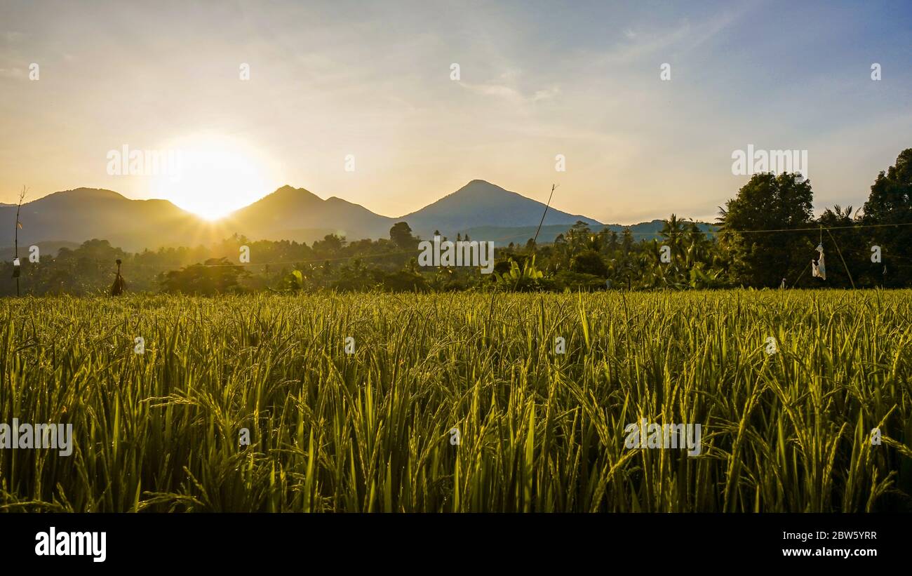 The beauty of rice and morning dew in the rice fields at sunrise Stock ...