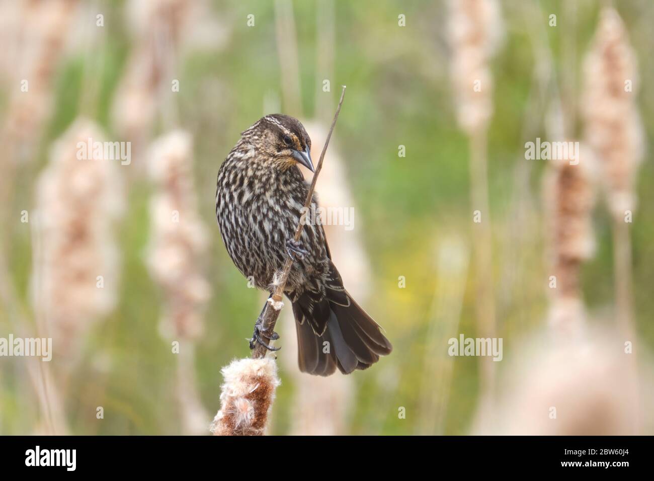 Female Red-winged blackbird, Agelaius phoeniceus, photographed in its ...