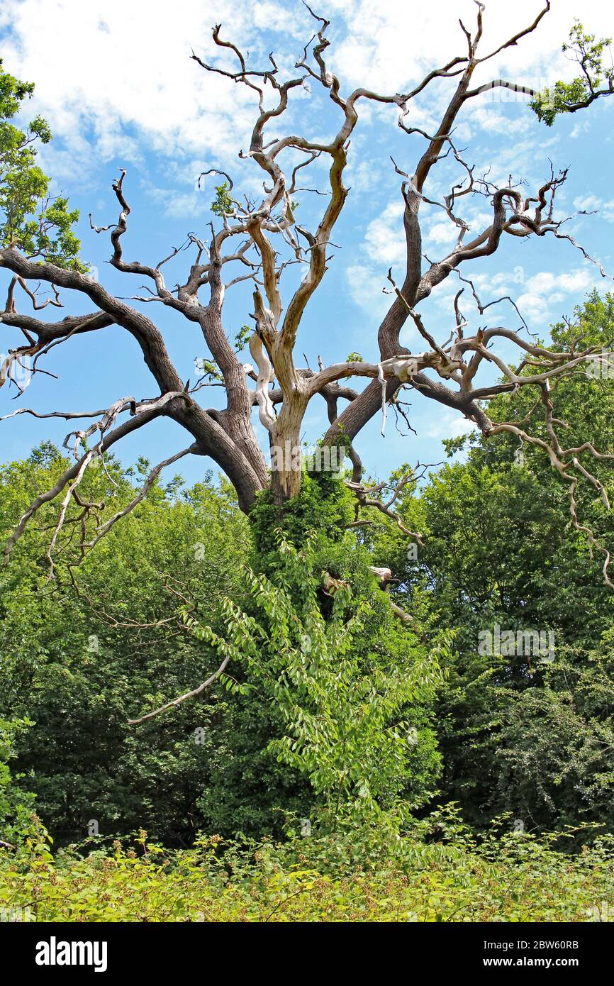 Scary tree in the forest with no leafs on it's branches against a ...