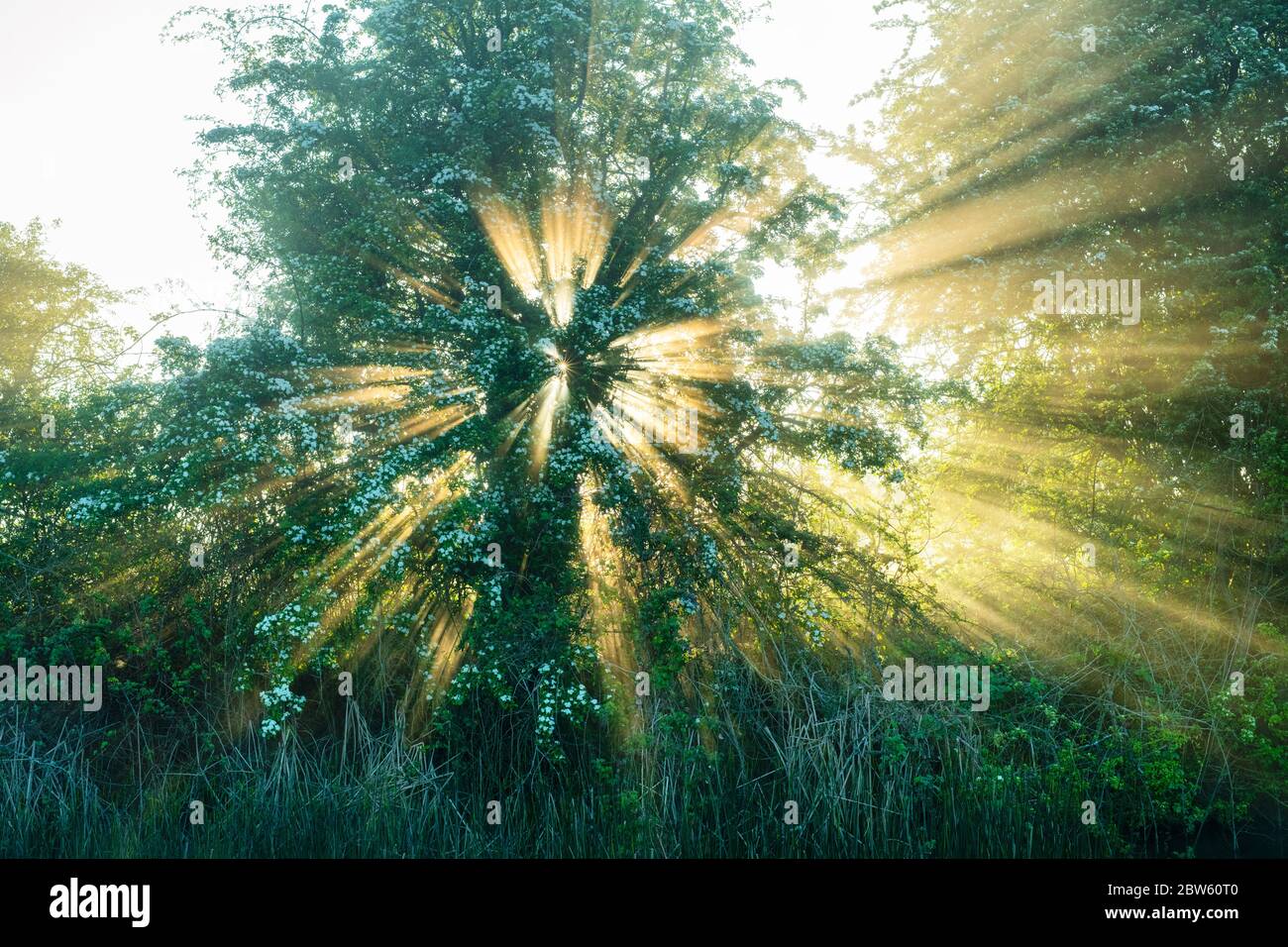 Sun rays through mist and the hedgerow along the oxford canal. Near ...