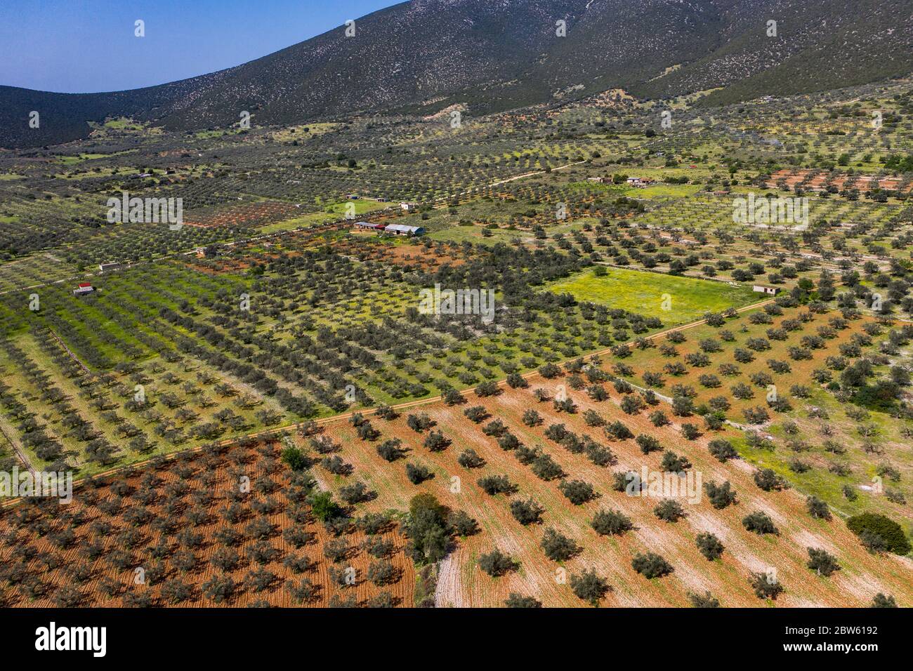 Greek Olive Fields Through The Olive Fields Of Chalkidiki