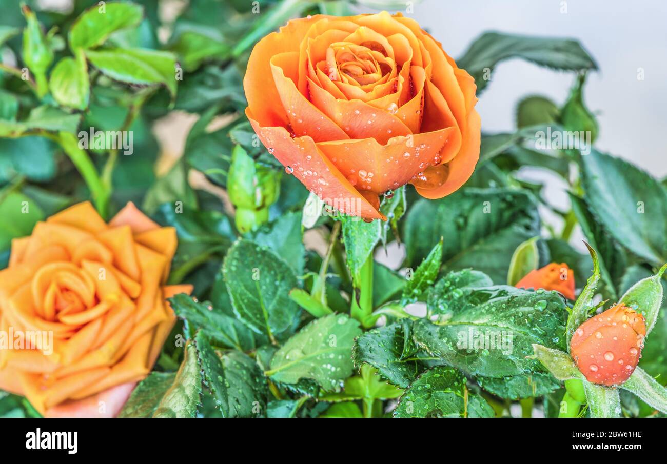 Light orange rose hi-res stock photography and images - Alamy