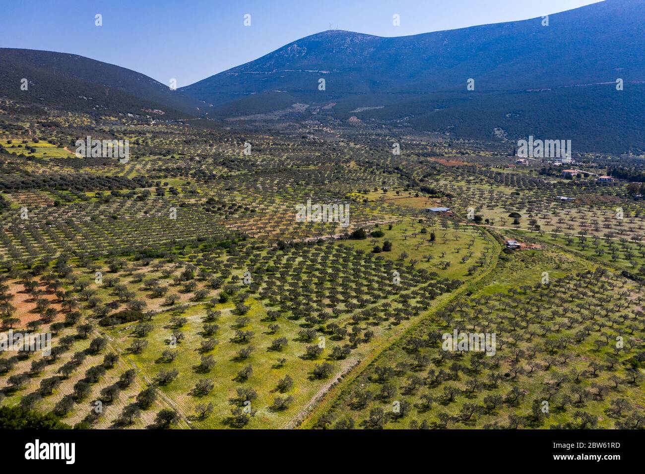 Olive fields in Greece, Olive trees in aerial view Stock Photo - Alamy