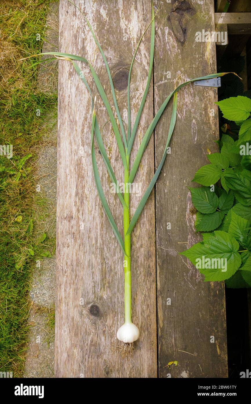 Garlic stem isolated on white hi-res stock photography and images - Alamy