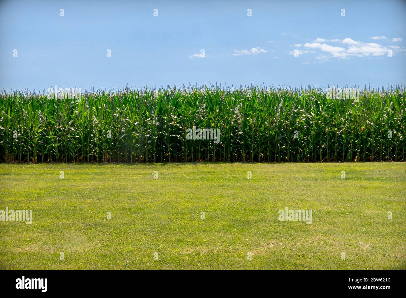 Filed of grass hi-res stock photography and images - Alamy