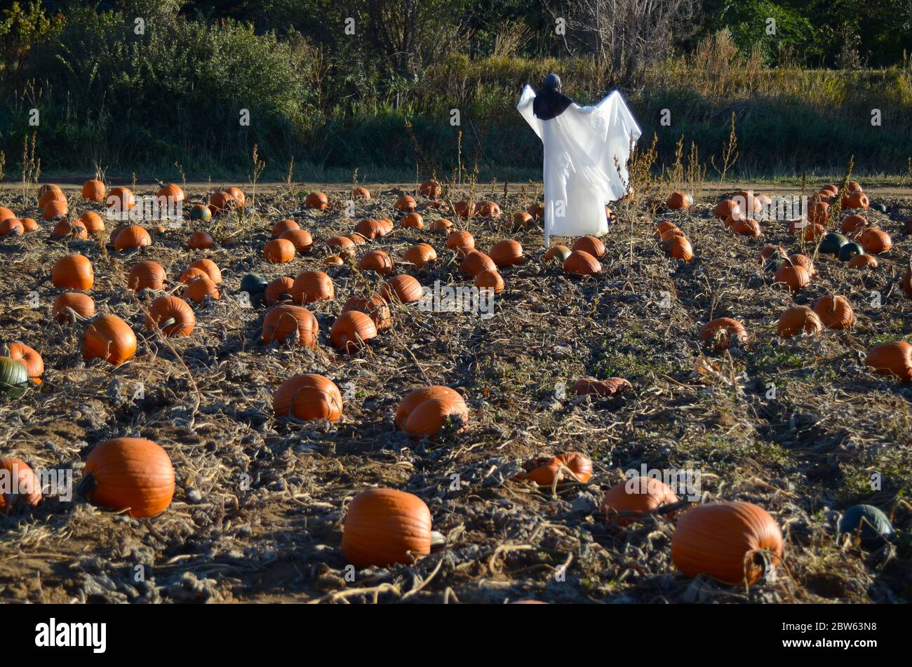 Haunted Pumpkin Patch