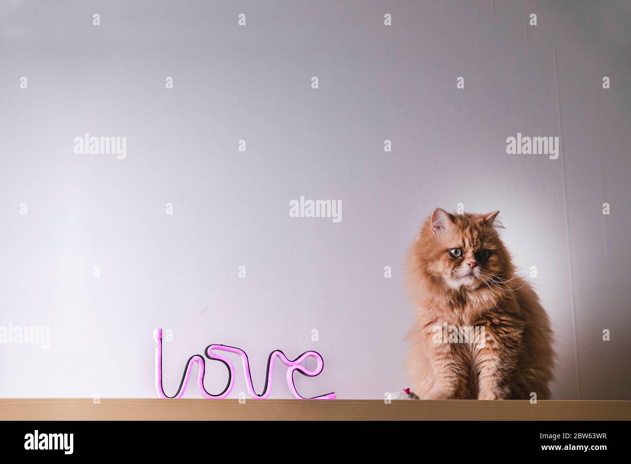 A cat sitting on a counter with a love sign Stock Photo - Alamy