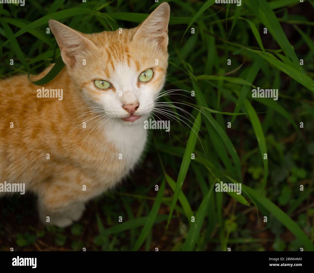 cat look straight into the camera Stock Photo - Alamy